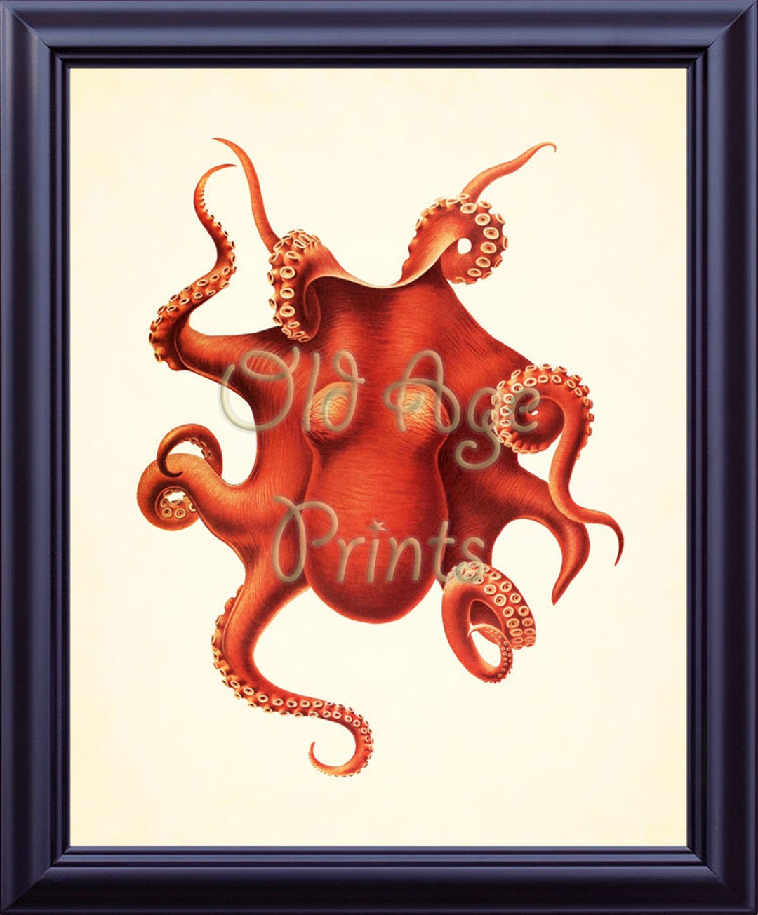 Antique Nautical Print Vintage Large Red OCTOPUS 8x10 Art Print Sea ...