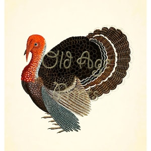 Antique TURKEY Print 8x10 Art Print Large Bird Vintage Plate 2 Perfect ...