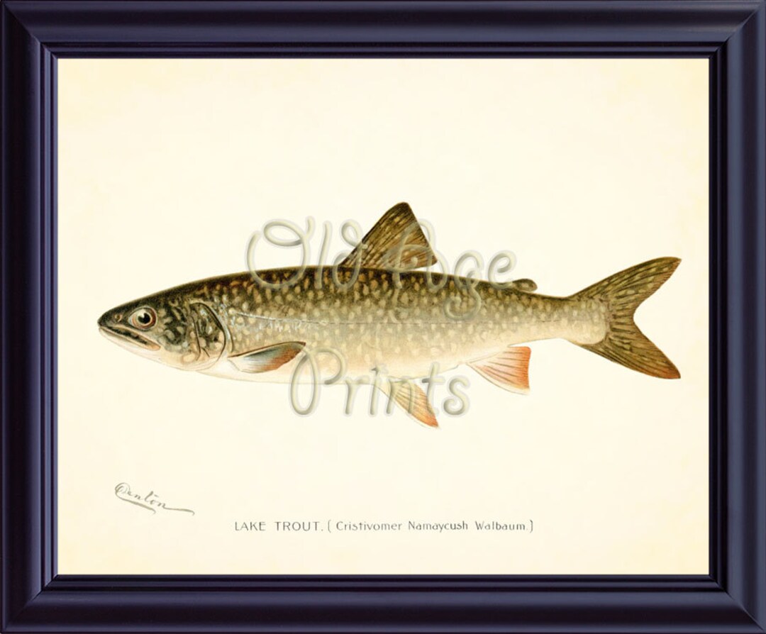 Denton Fish Print Large LAKE TROUT 8x10 Art Print Nautical Antique ...