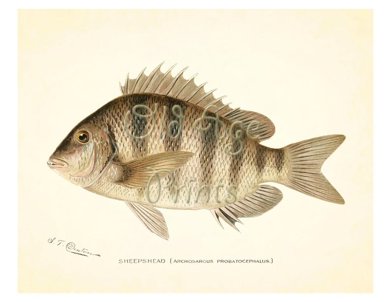 Denton Fish Print SHEEPSHEAD Large Saltwater Fish 8x10 Art - Etsy
