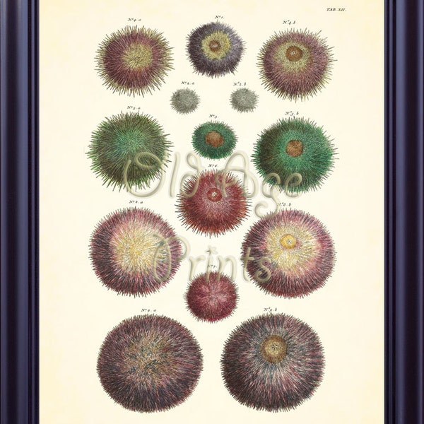 Albertus Seba - Etsy