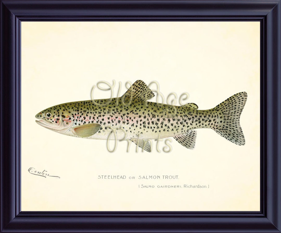 Denton's Fish Print STEELHEAD or Salmon TROUT 8x10 Art Print Game ...