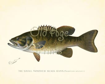 DENTON Fish Print LARGE-MOUTHED Black Bass Micropterus | Etsy