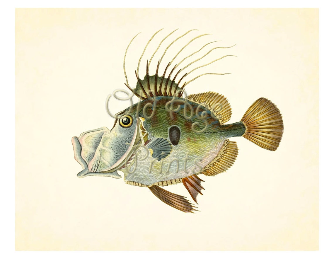 DOREE Dory FISH Nautical 8x10 Art Print Vintage Plate 8 Exotic | Etsy