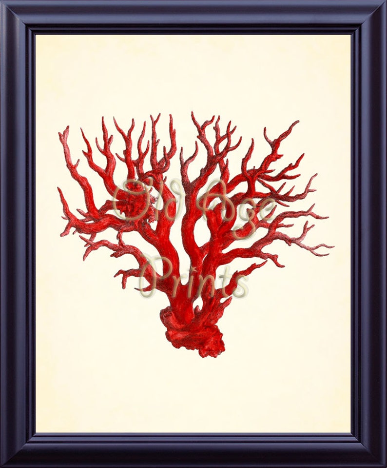 Antique Albertus SEBA Red CORAL Print 8x10 Art Print Sea Ocean ...