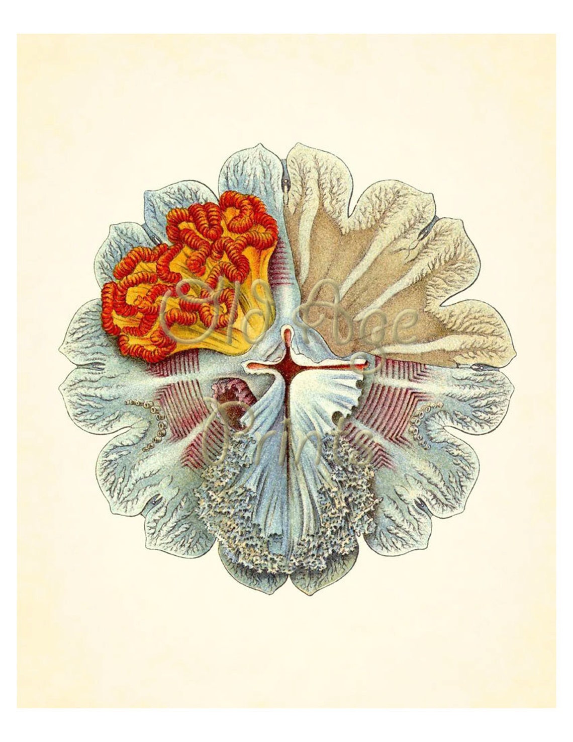Antique ERNST HAECKEL Jelly Fish Plate 8.2 Vintage Desmonema Natural ...