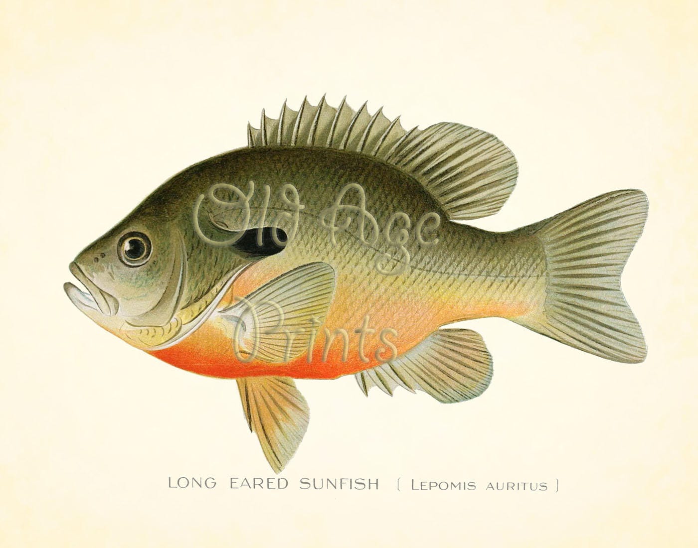 Denton Fish Print LONG EARED SUNFISH Lepomis Auritus 11x14 Art | Etsy