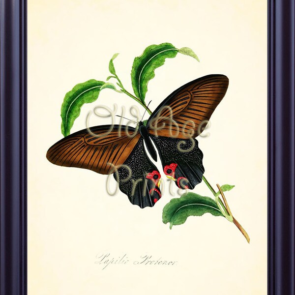 Swallowtail Plant - Etsy