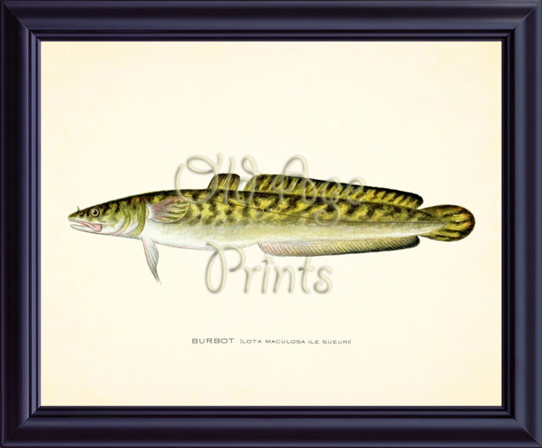 Denton Fish Print BURBOT 8x10 Art Print Nautical Plate Marine Life ...