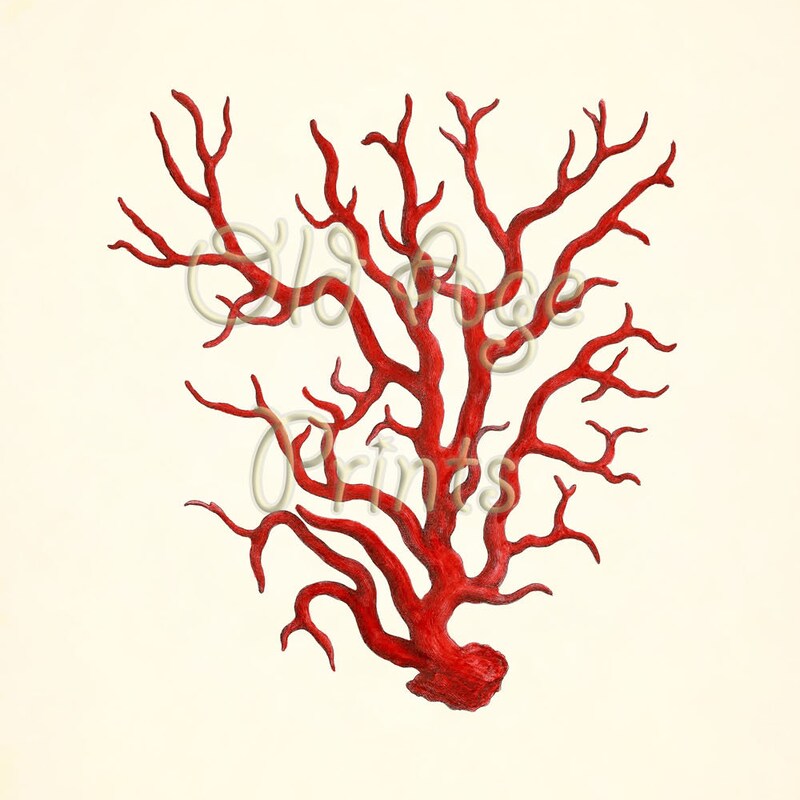 Albertus Seba - Etsy