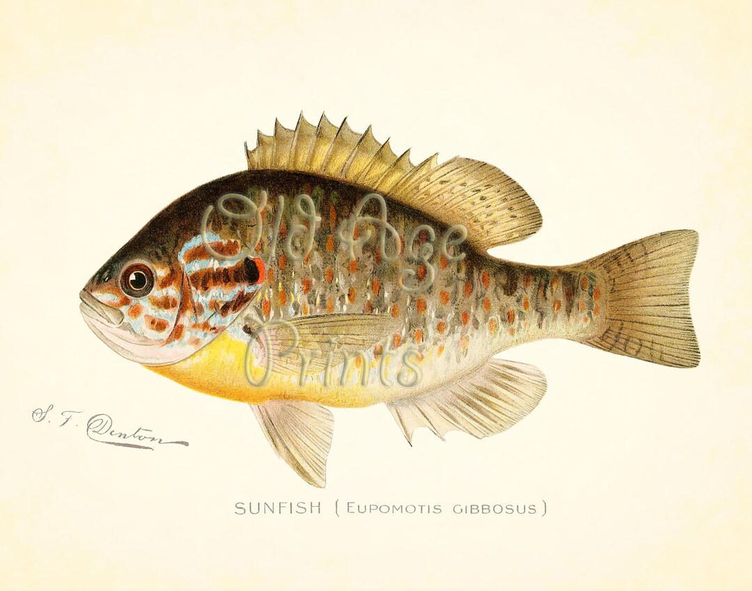 DENTON Fish Print SUNFISH Eupomotis Gibbosus Large 11x14 Art Print ...