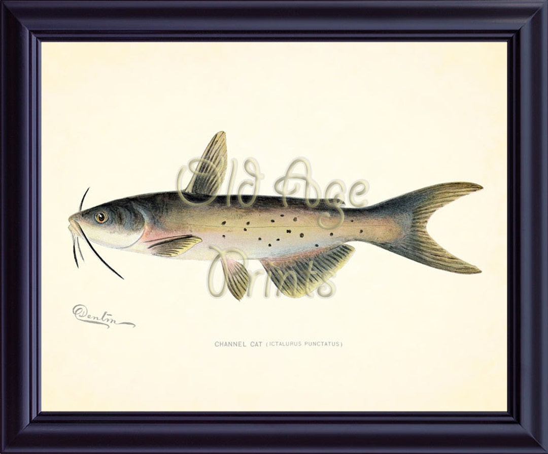 Denton Print CHANNEL CAT 8x10 Art Print Nautical Plate Marine Life ...
