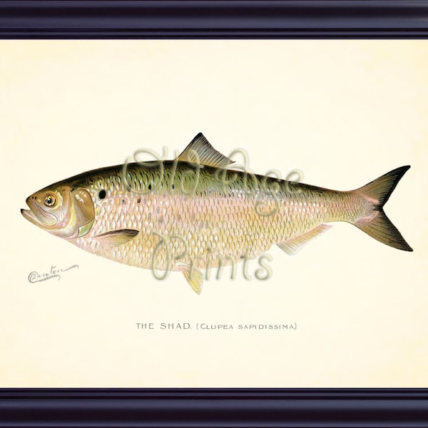 Shad Print - Etsy