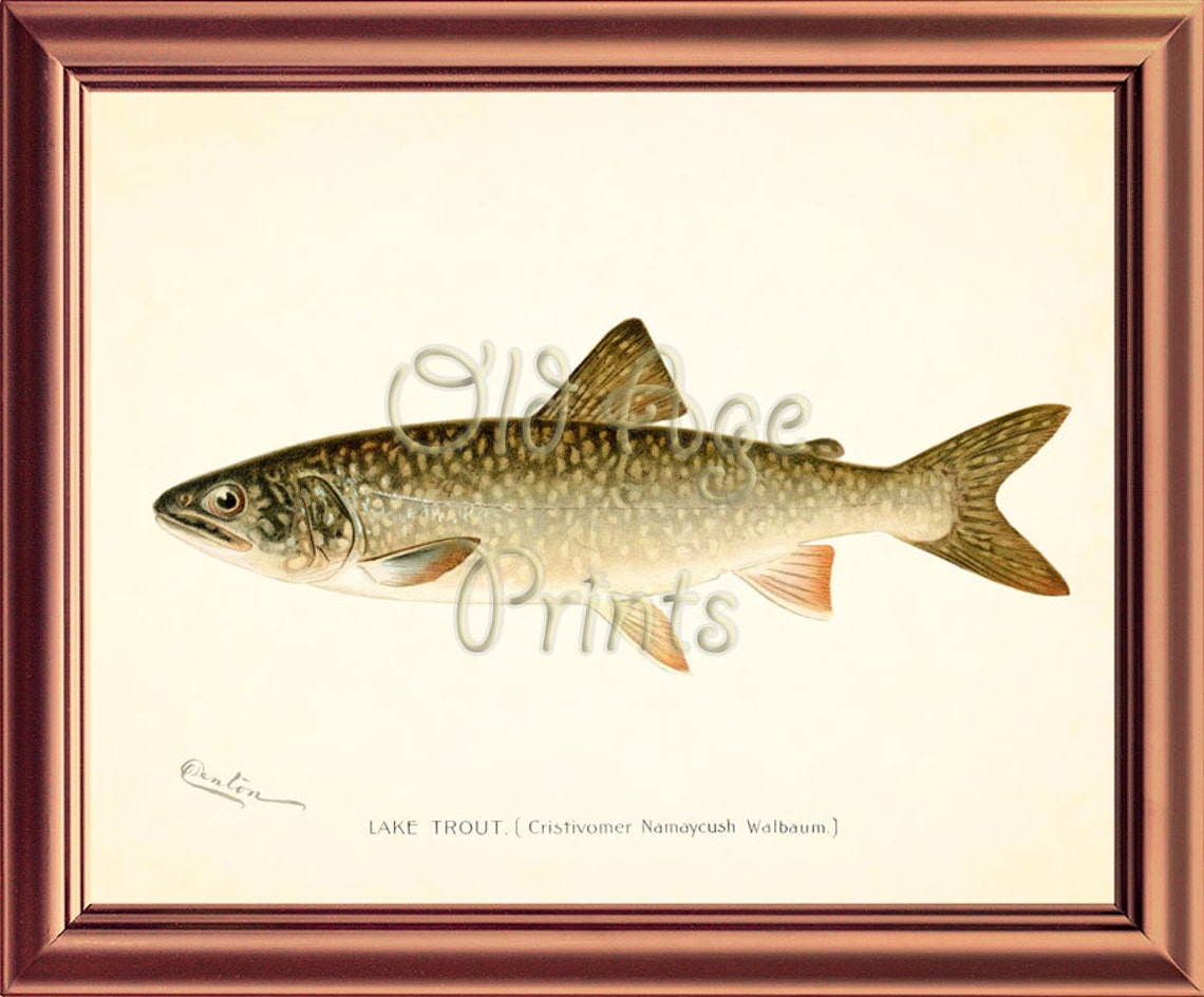 Denton Fish Print Large LAKE TROUT 8x10 Art Print Nautical - Etsy