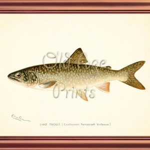 Denton Fish Print Large LAKE TROUT 8x10 Art Print Nautical Antique ...
