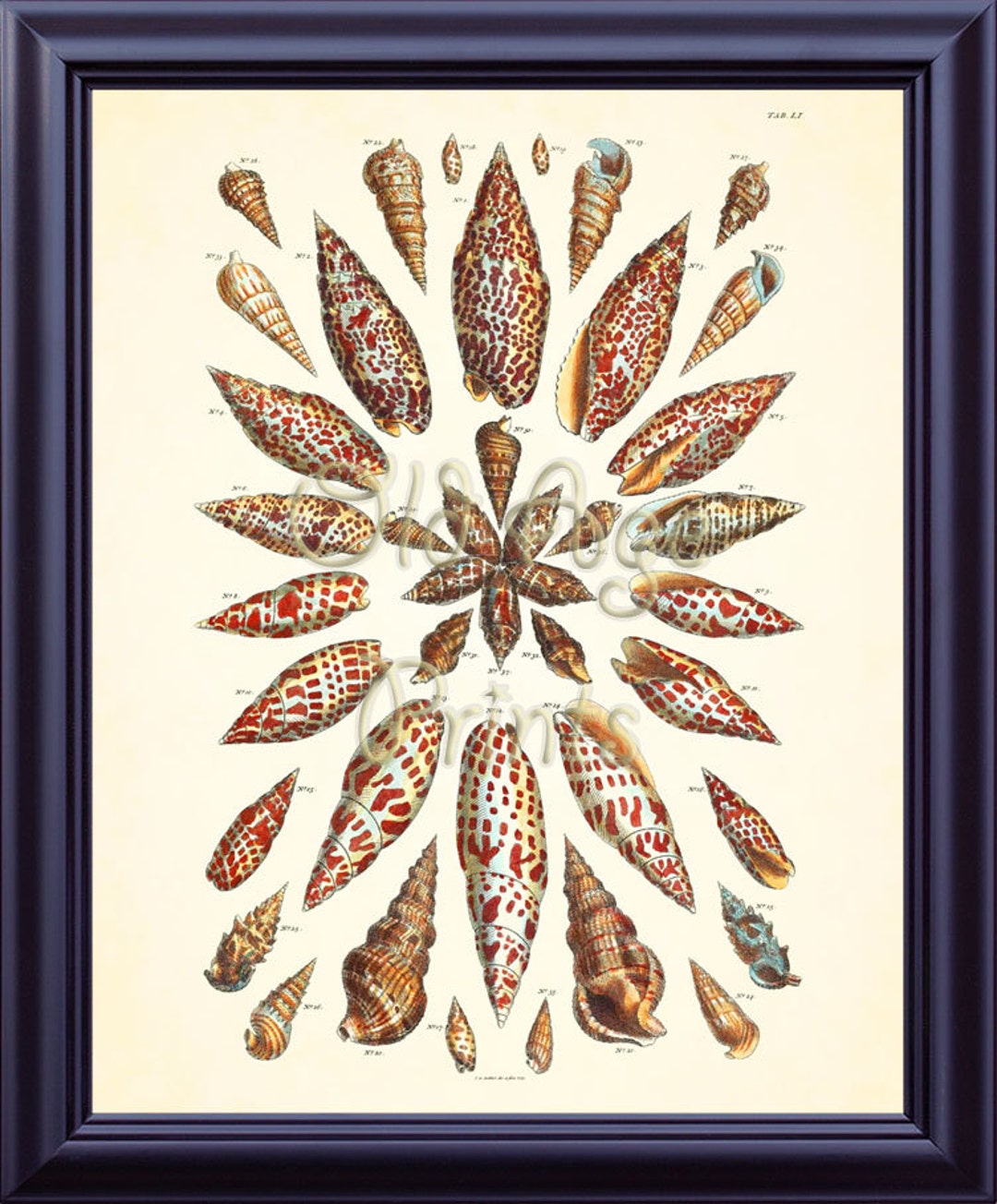 Antique Albertus SEBA Shells SHELL Print 8x10 Art Print Sea Ocean ...