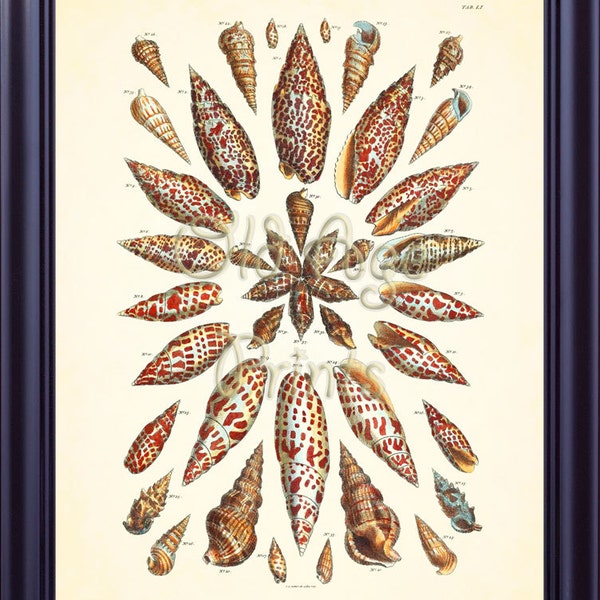 Albertus Seba - Etsy