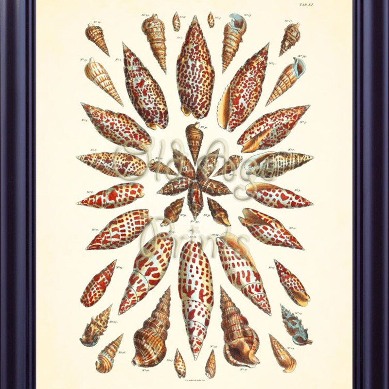 Albertus Seba - Etsy