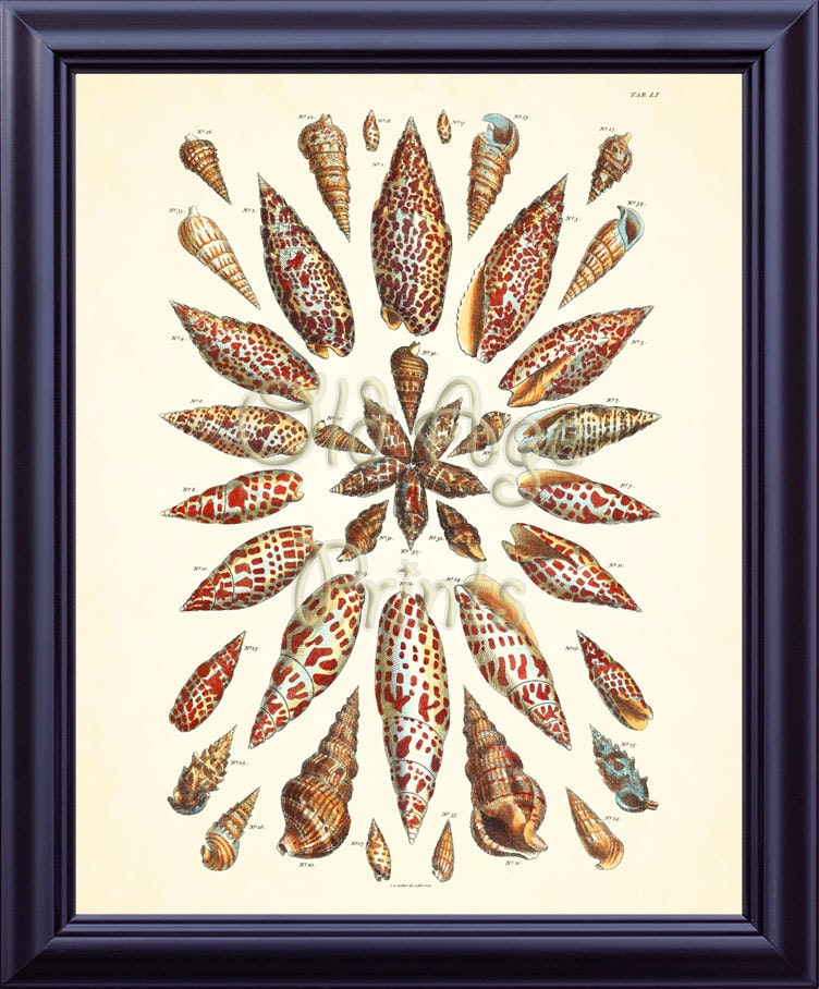 Antique Albertus SEBA Shells SHELL Print 8x10 Art Print Sea | Etsy