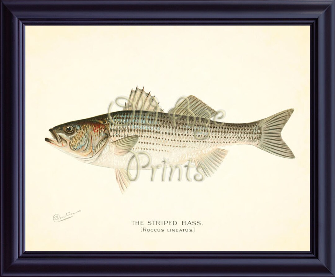 Denton Fish Print STRIPED BASS Striper Large Saltwater Fish 8x10 Art ...