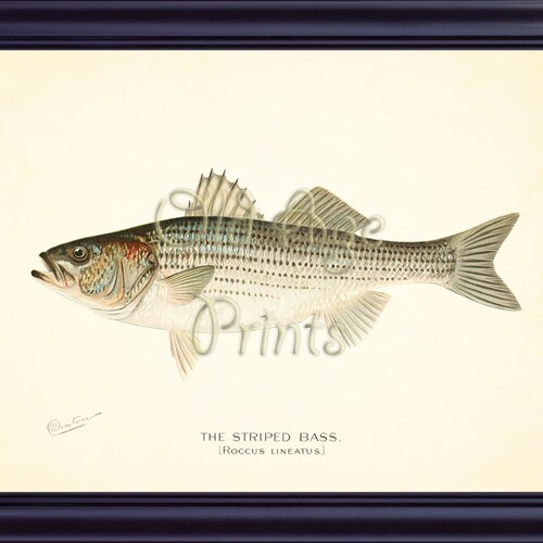 Denton Fish Print STRIPED BASS Striper Large Saltwater Fish - Etsy