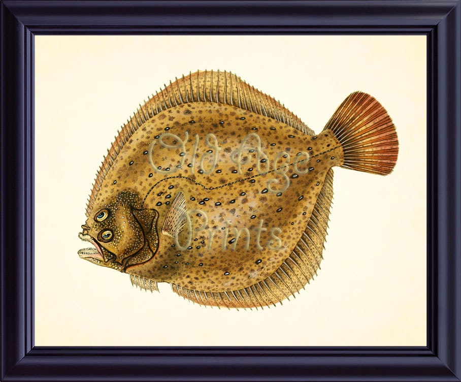 Fish Print TURBOT Saltwater Flounder Sea Life Nautical 8x10 | Etsy