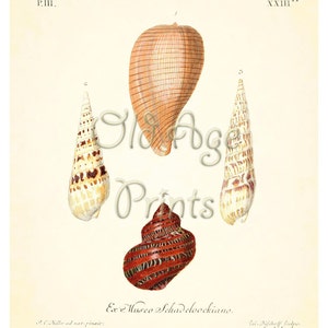 Antique SEASHELLS Sea Shell Art Print 8x10 Knorr Plate 3a Natural ...