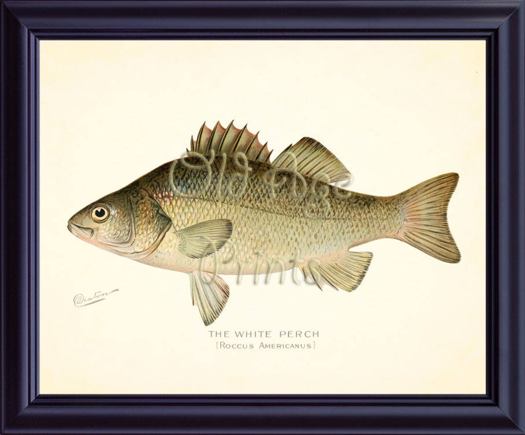 DENTON Fish Print WHITE PERCH Roccus Americanus 8x10 Art Print Nautical ...