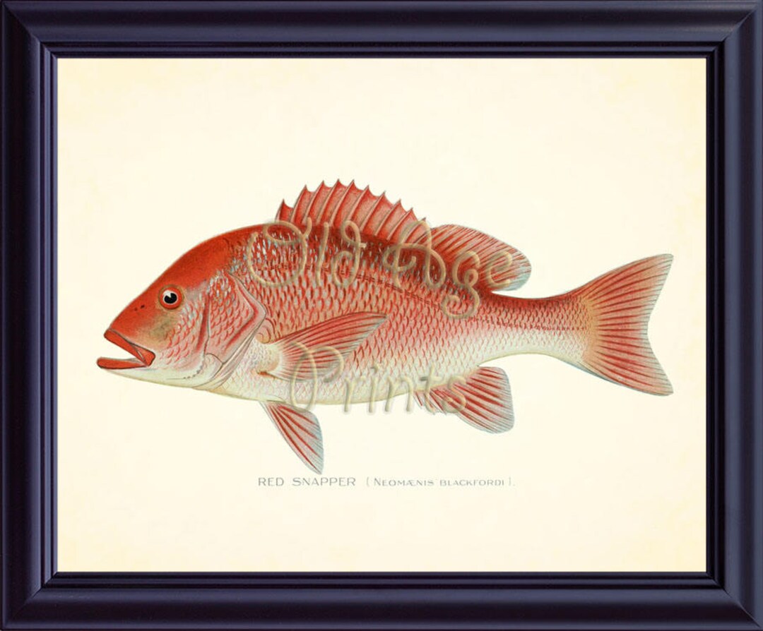Denton Fish Art Print 8x10 RED SNAPPER Neomaenis Blackfordi Nautical ...