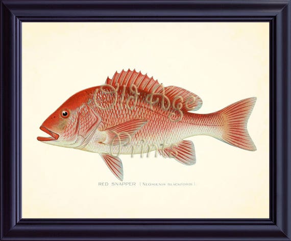 Denton Fish Art Print 8x10 RED SNAPPER Neomaenis Blackfordi | Etsy