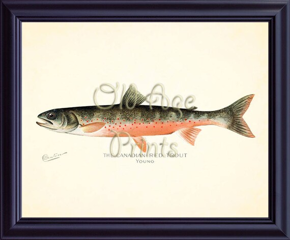 Denton Fish Art Print 8x10 the CANADIAN Red TROUT Young | Etsy