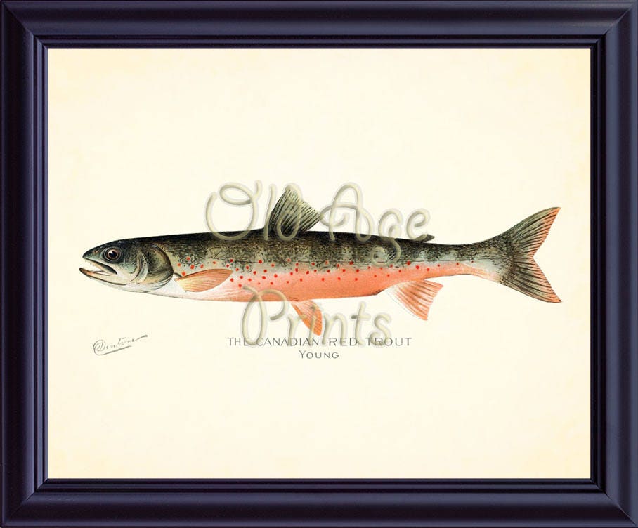 Denton Fish Art Print 8x10 the CANADIAN Red TROUT Young | Etsy