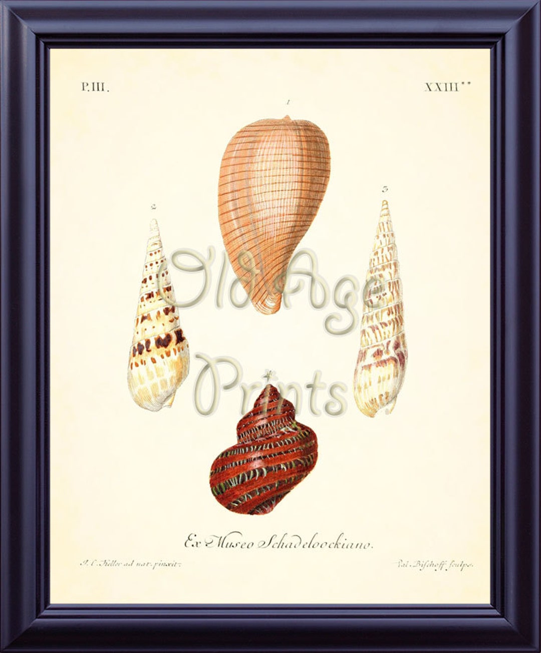 Antique SEASHELLS Sea Shell Art Print 8x10 Knorr Plate 3a Natural ...
