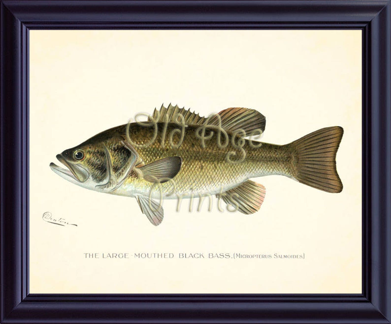 DENTON Fish Print LARGE-MOUTHED Black Bass Micropterus - Etsy