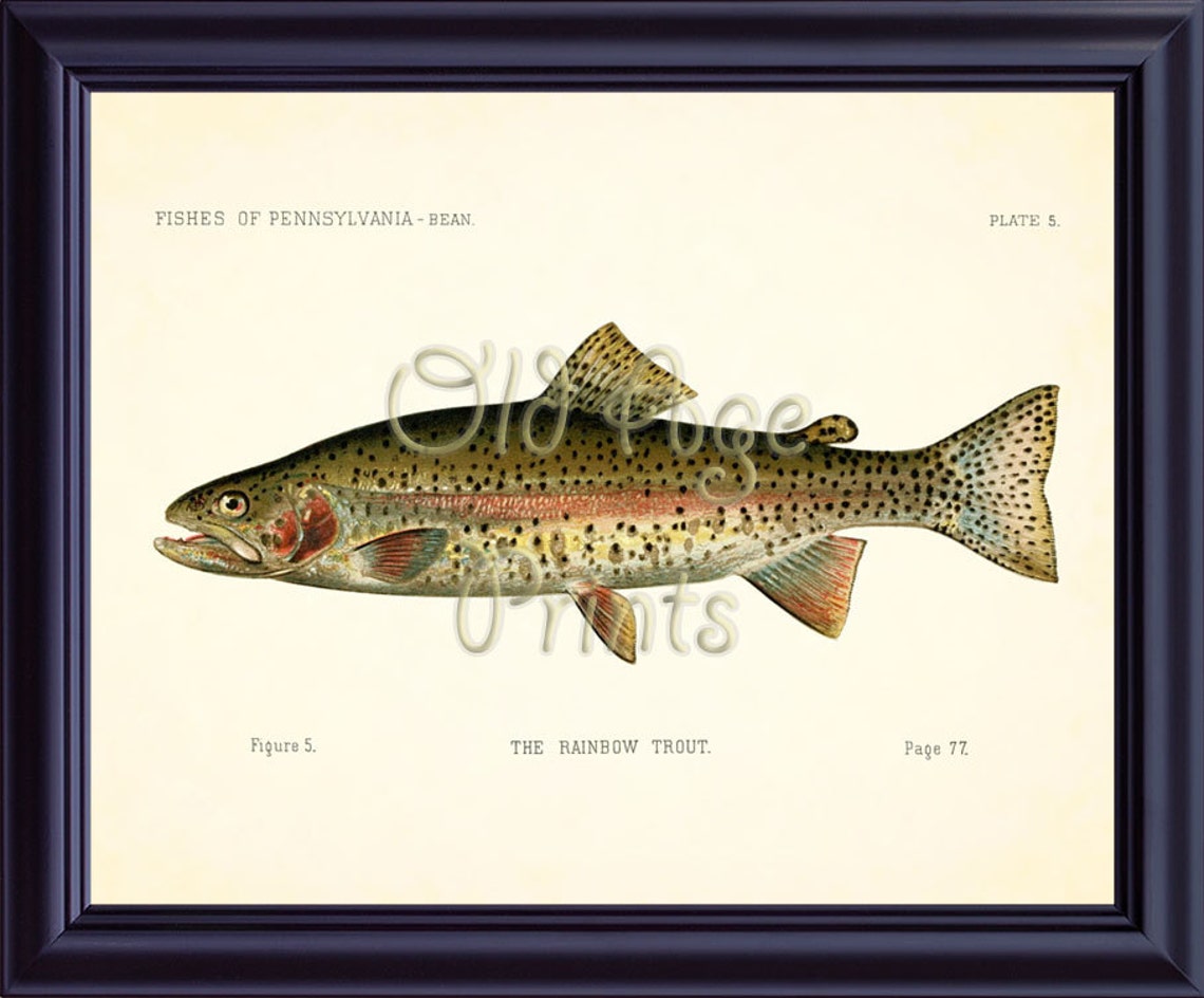 Denton's Most Famous Fish Print RAINBOW TROUT 8x10 Art - Etsy