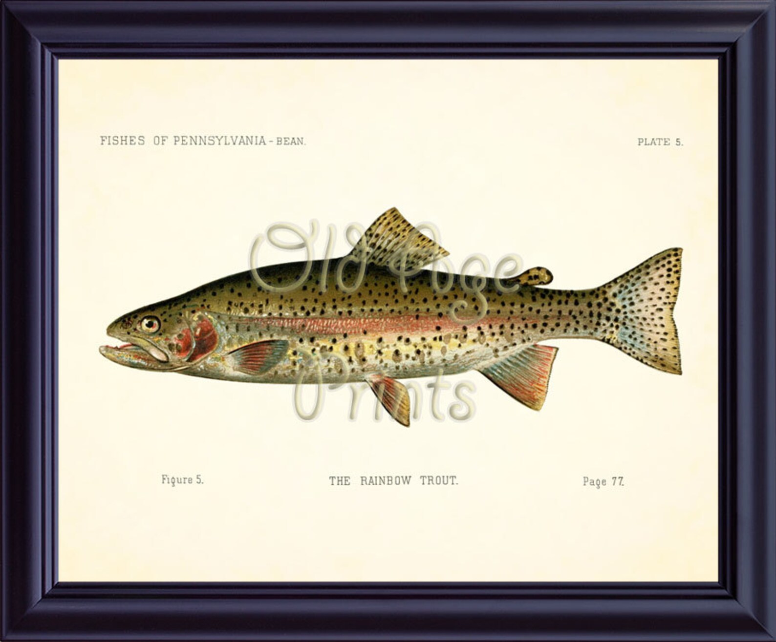 Denton's Most Famous Fish Print RAINBOW TROUT 8x10 Art - Etsy