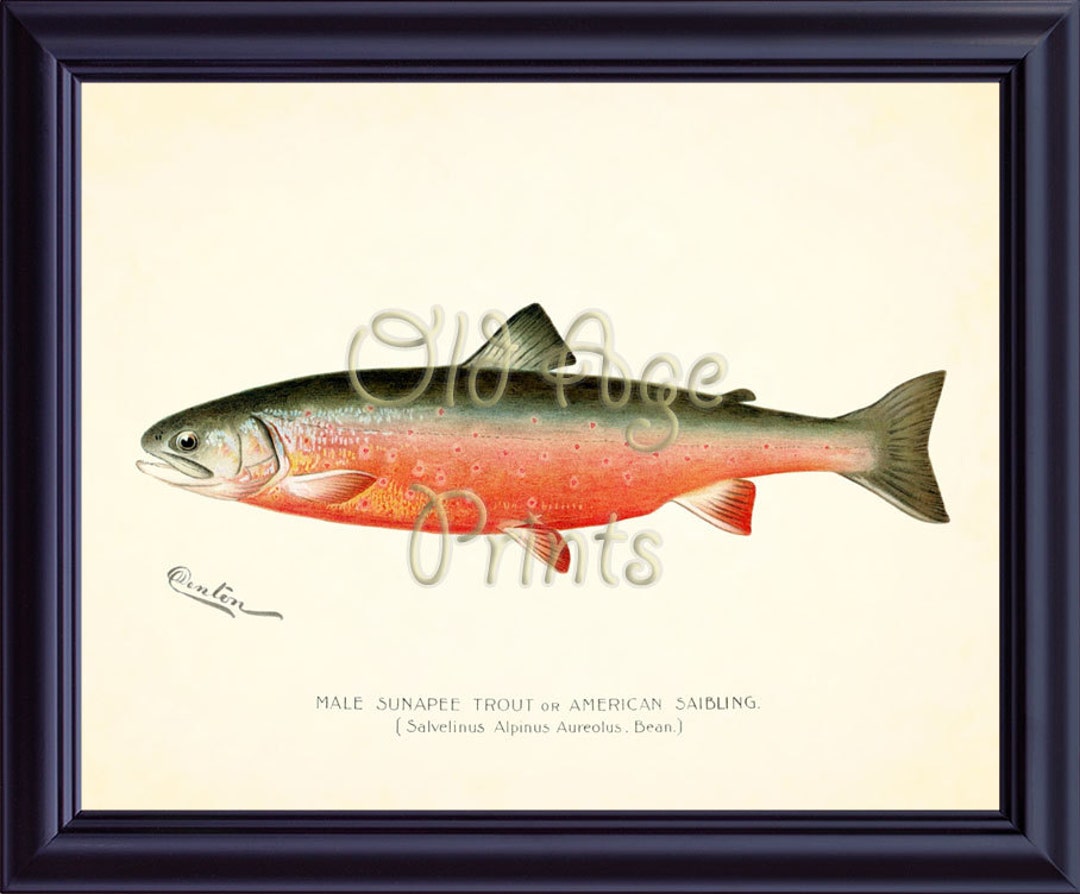 Denton Fish Print Male SUNAPEE TROUT or American Saibling 8x10 Art ...