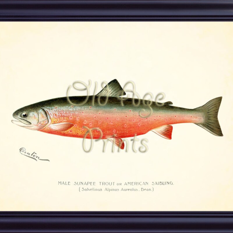 Sunapee Poster - Etsy