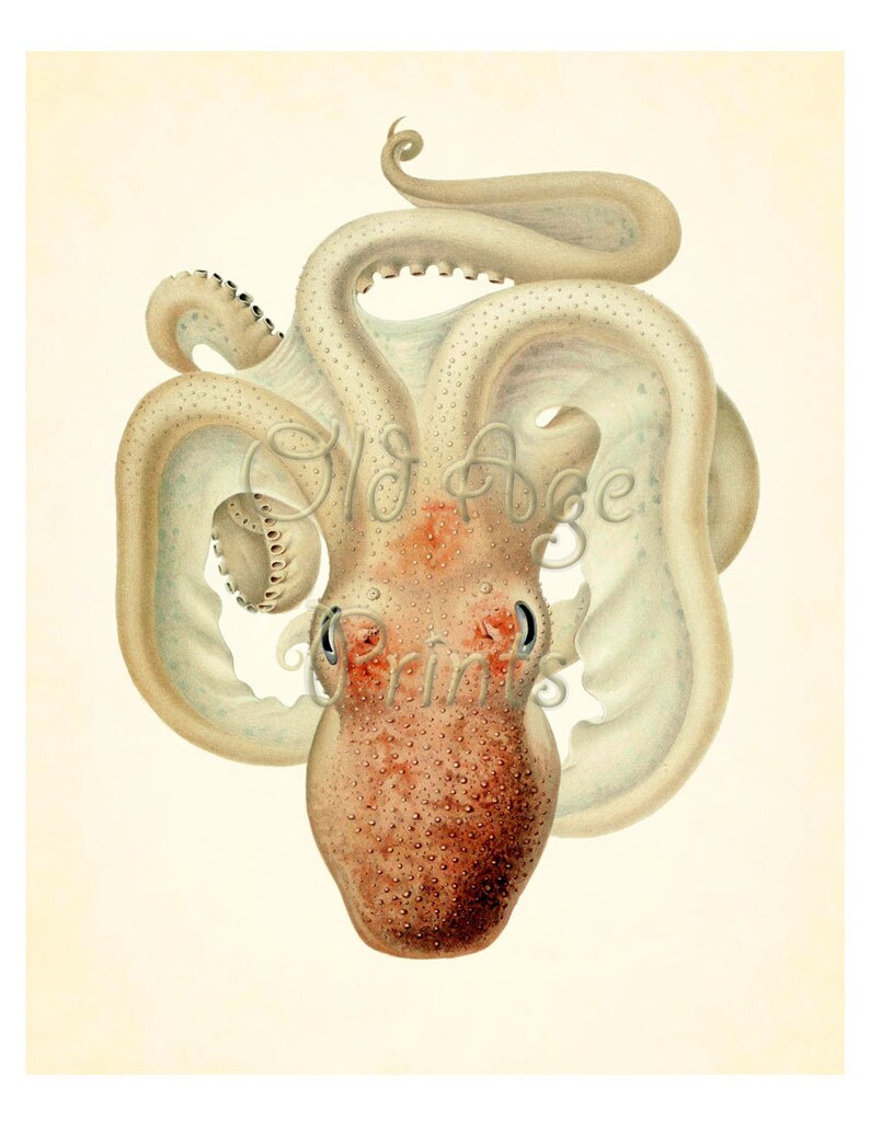 Antique Nautical Print Vintage Large Angel OCTOPUS 8x10 Art | Etsy