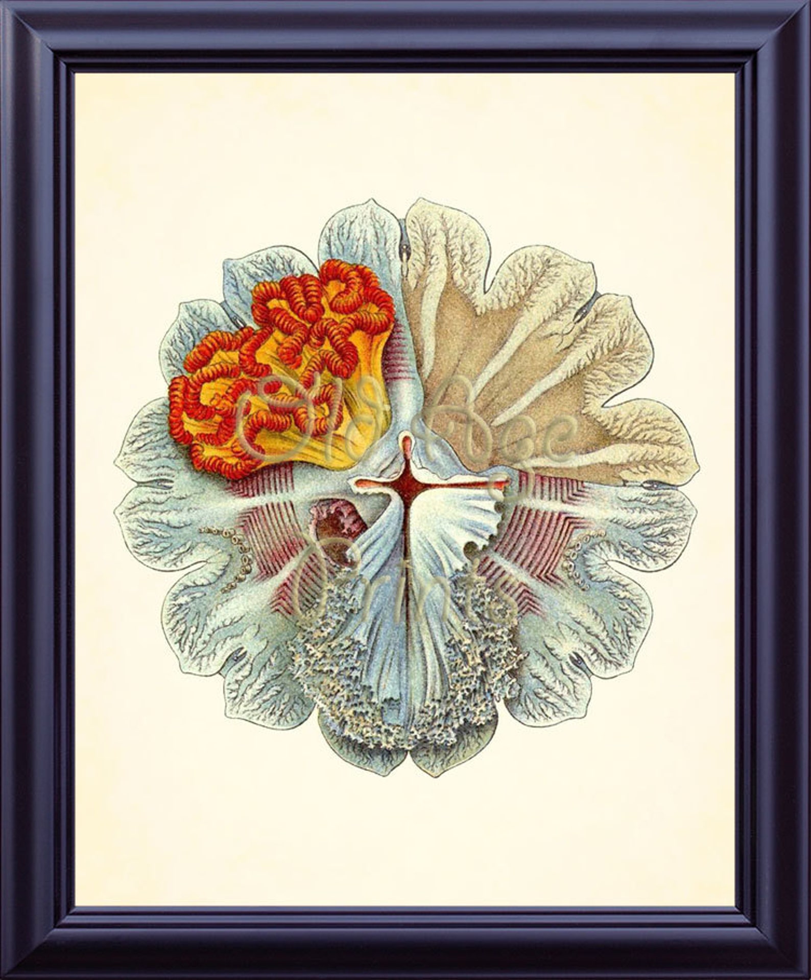 Antique ERNST HAECKEL Jelly Fish Plate 8.2 Vintage Desmonema Natural ...