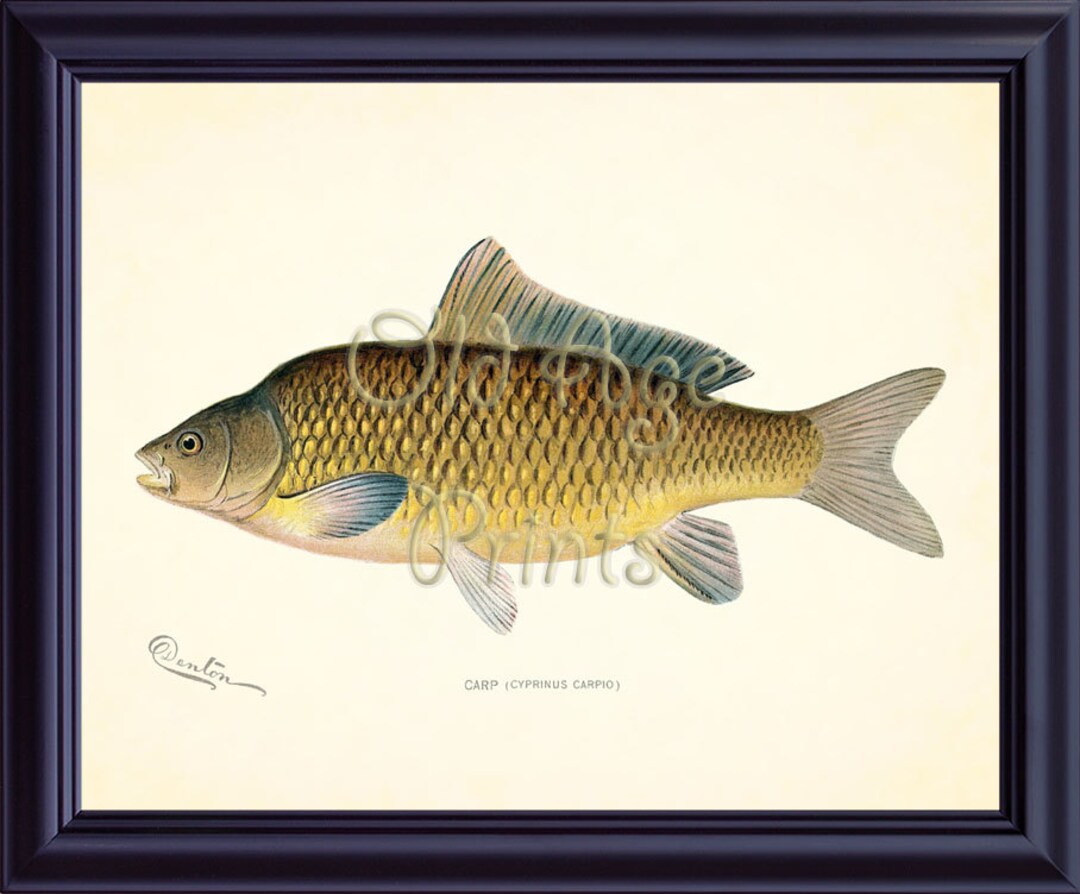 Denton Fish Print CARP 8x10 Art Print Nautical Plate Marine Life ...