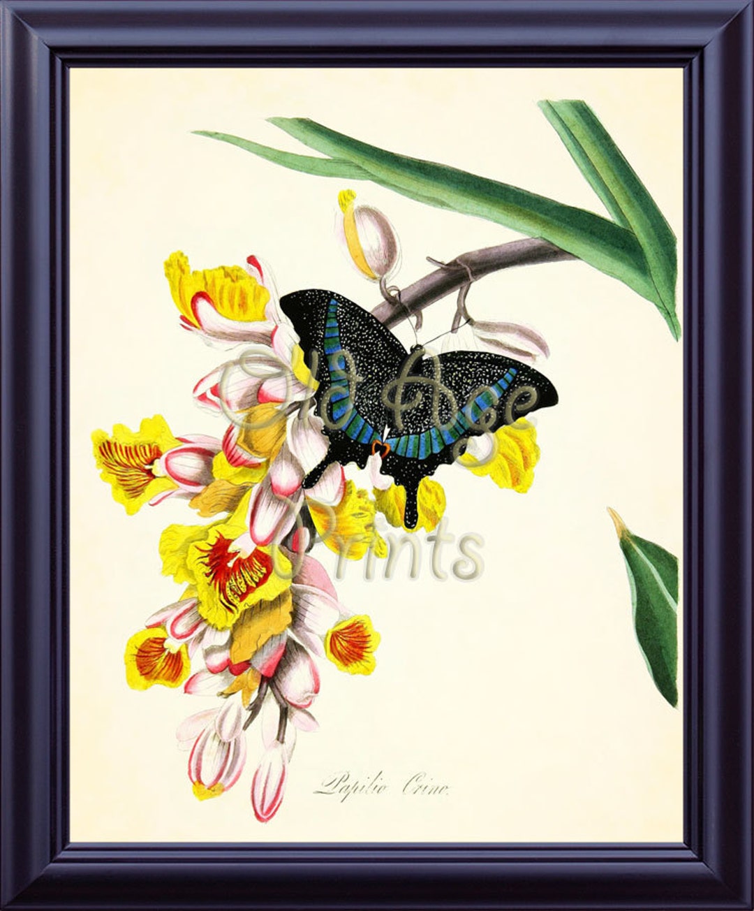 Butterfly Vintage Print PAPILIO CRINO Swallowtail Common Banded Peacock ...