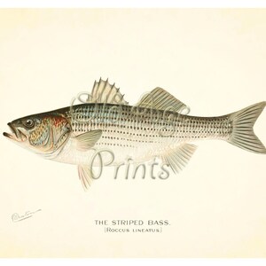 Denton Fish Print STRIPED BASS Striper Large Saltwater Fish 8x10 Art ...