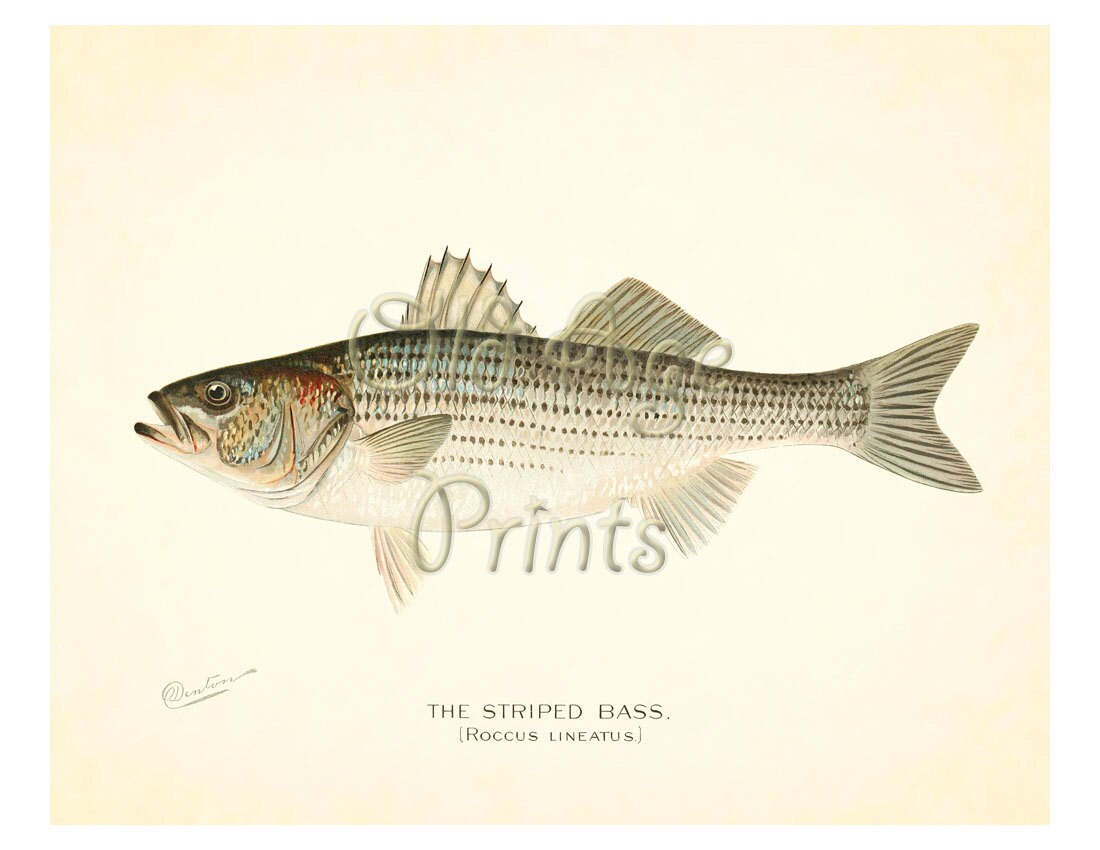 Denton Fish Print STRIPED BASS Striper Large Saltwater Fish - Etsy