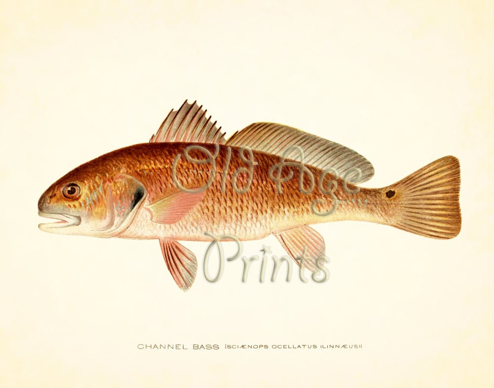 Denton Fish Print CHANNEL BASS Red Drum 11x14 Art Print | Etsy