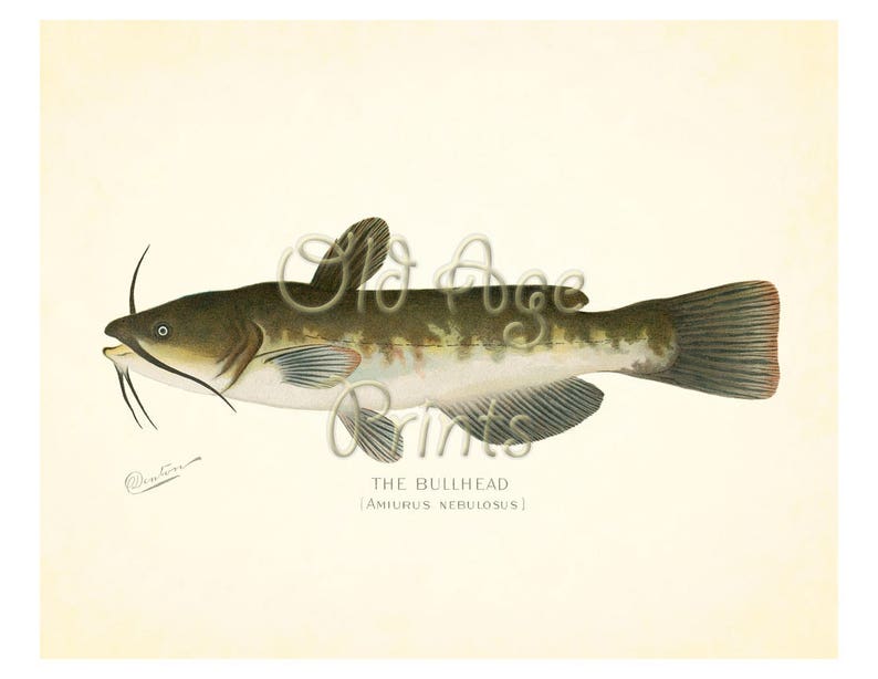 Denton Fish Art Print THE BULLHEAD Amiurus Nebulosus Catfish - Etsy