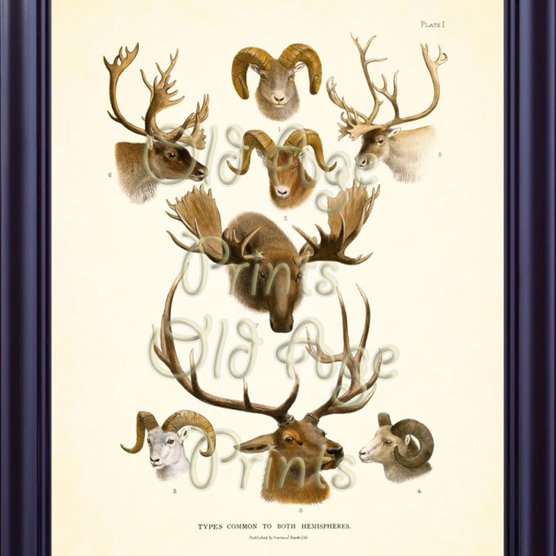 OldAgePrints - Etsy
