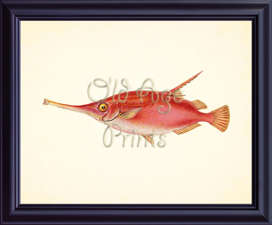 Snipe Trumpet Fish Pink SNIPEFISH Tropical Subtropical Exotic Antique ...