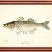 Denton Fish Print STRIPED BASS Striper Large Saltwater Fish 8x10 Art ...