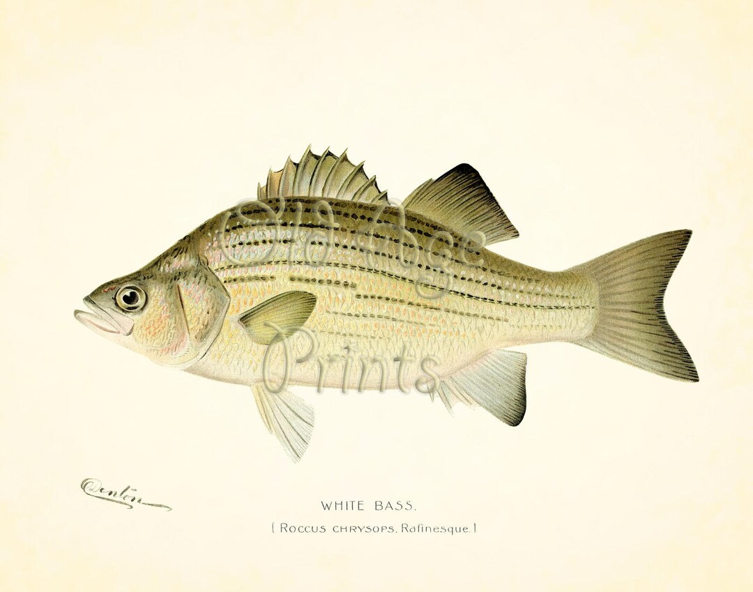 DENTON Fish Print WHITE BASS Sand Bass 11x14 Art Print Nautical Plate ...